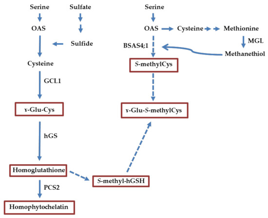 Common Bean (Phaseolus vulgaris L.) Accumulates Most S-Methylcysteine ...