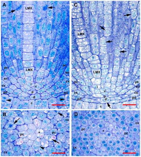 Plants | Free Full-Text | Comparison of Promeristem Structure and ...