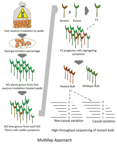 Plants | Special Issue : Advances in Plant Mutagenesis Research