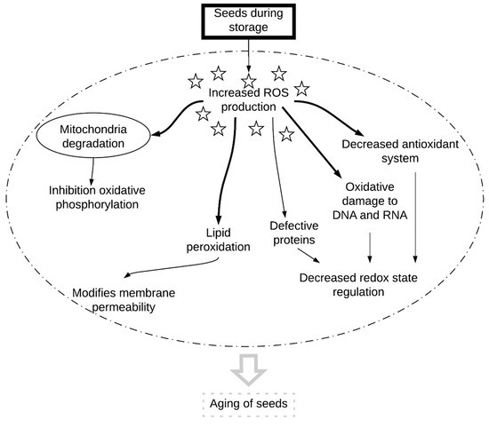 Reactive Oxygen Species as Potential Drivers of the Seed Aging Process