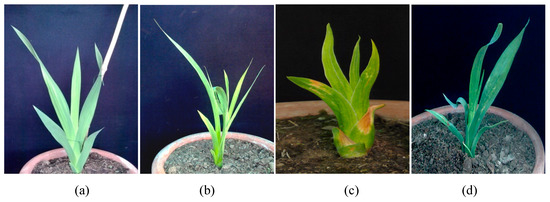 Studies on Colchicine Induced Chromosome Doubling for Enhancement of ...
