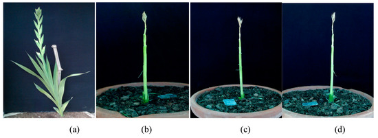 Studies on Colchicine Induced Chromosome Doubling for Enhancement of ...