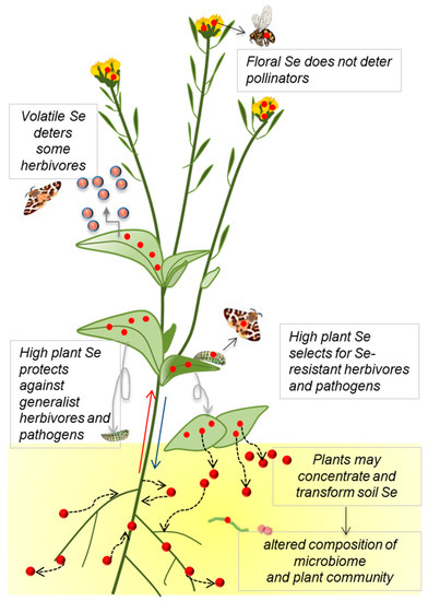 On the Ecology of Selenium Accumulation in Plants