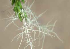 Plants | Free Full-Text | Root Plasticity in the Pursuit of Water