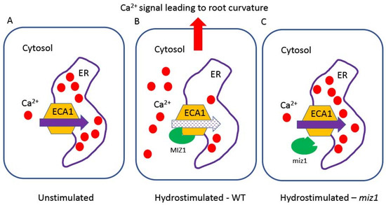 Root Plasticity in the Pursuit of Water