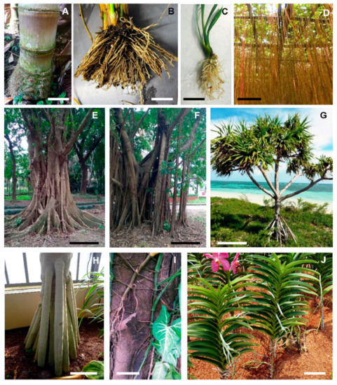 What Makes Adventitious Roots?