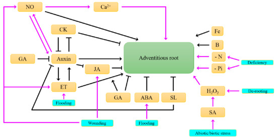 What Makes Adventitious Roots?