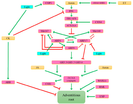 What Makes Adventitious Roots?
