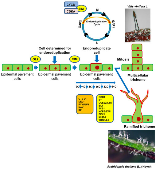 The Dynamic Genetic-Hormonal Regulatory Network Controlling the ...