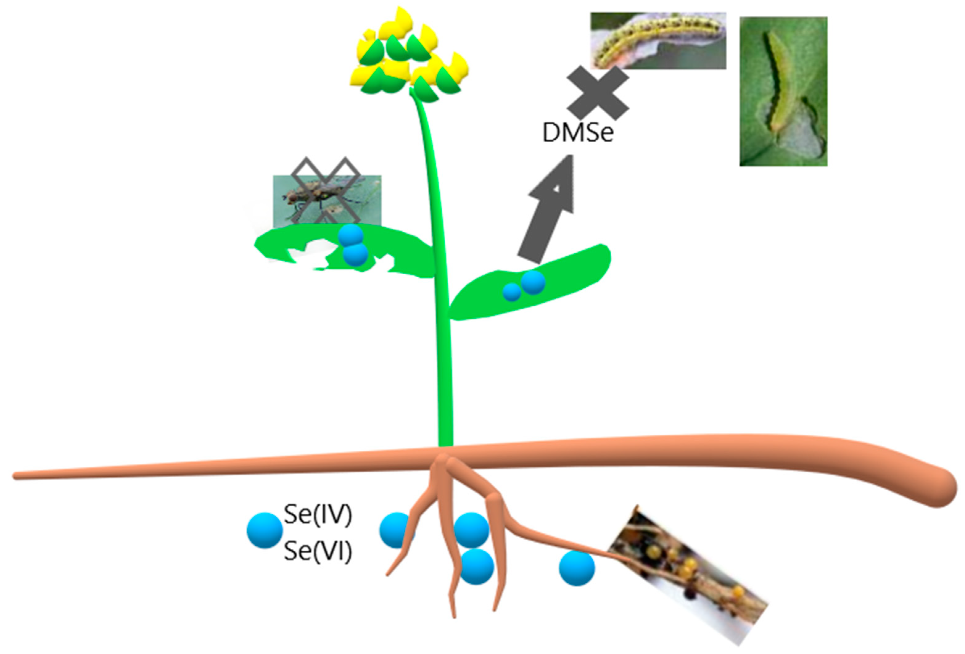 Selenium as a Protective Agent against Pests: A Review