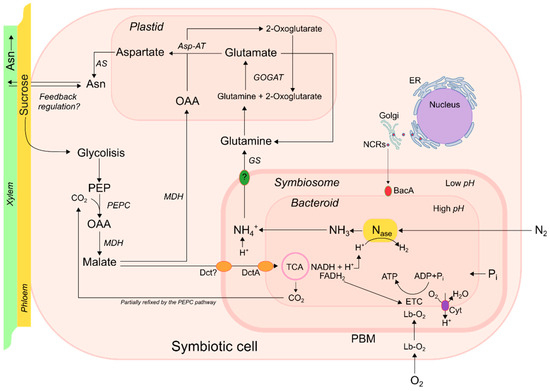 Regulation of Symbiotic Nitrogen Fixation in Legume Root Nodules