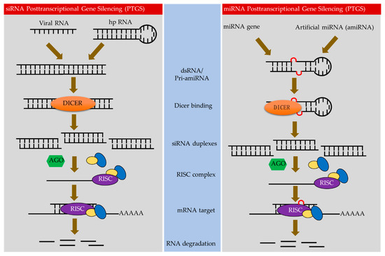 RNAi-Mediated Resistance Against Viruses in Perennial Fruit Plants