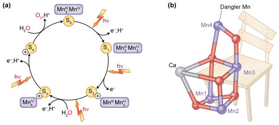 The Biochemical Properties of Manganese in Plants