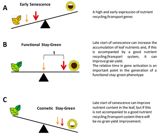 Plants | Special Issue : Leaf Senescence