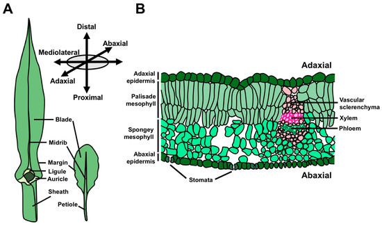 Coordination of Leaf Development Across Developmental Axes