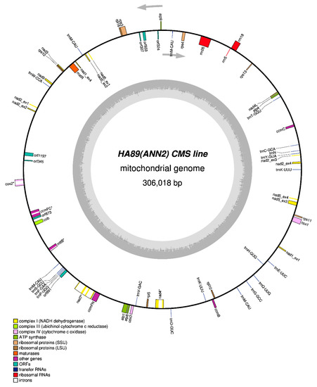 Organization Features of the Mitochondrial Genome of Sunflower ...