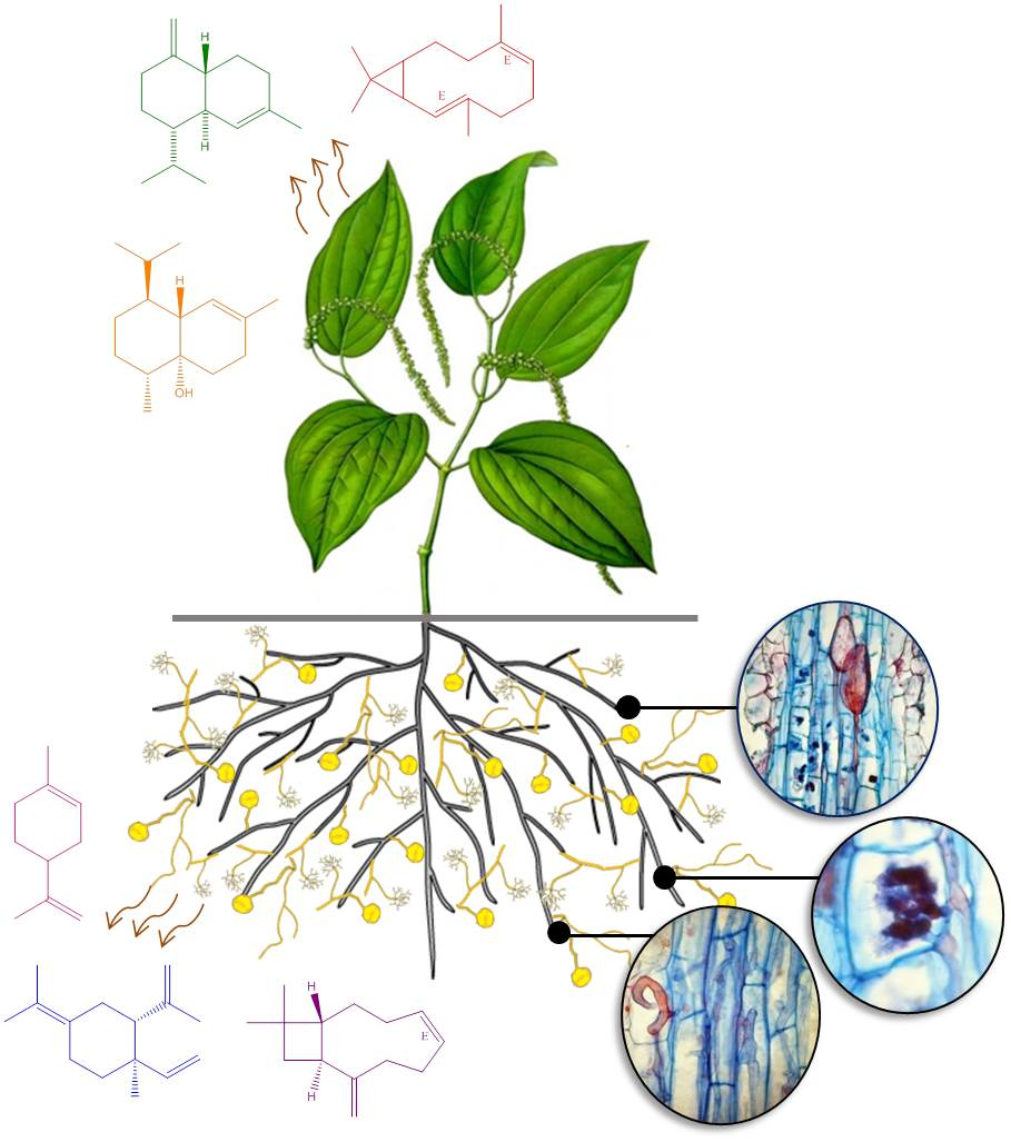 Plants | Free Full-Text | Arbuscular Mycorrhizal Fungi Colonization ...