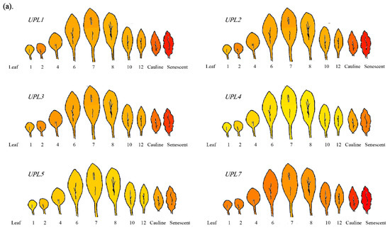 Plants | Special Issue : Leaf Senescence