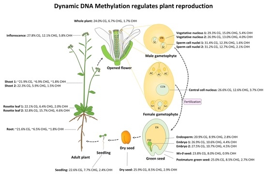 Plants | Free Full-Text | Epigenetics Regulates Reproductive ...