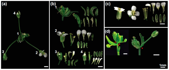 The Striking Flower-in-Flower Phenotype of Arabidopsis thaliana Nossen ...