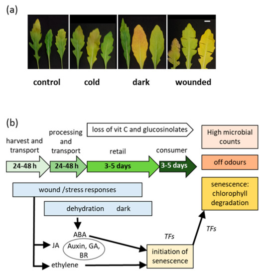Plants | Special Issue : Leaf Senescence