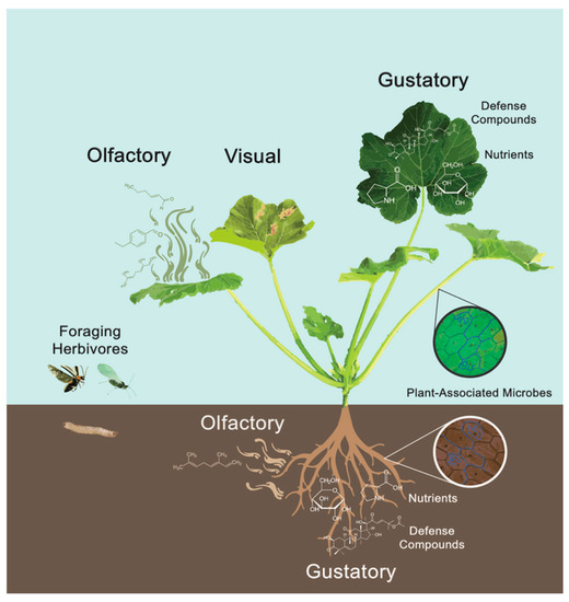Plants | Special Issue : Insect-Plant-Microbe Interactions