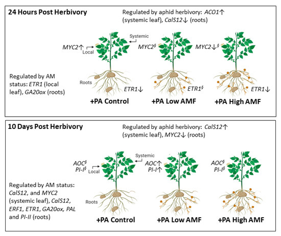 Plants | Special Issue : Insect-Plant-Microbe Interactions