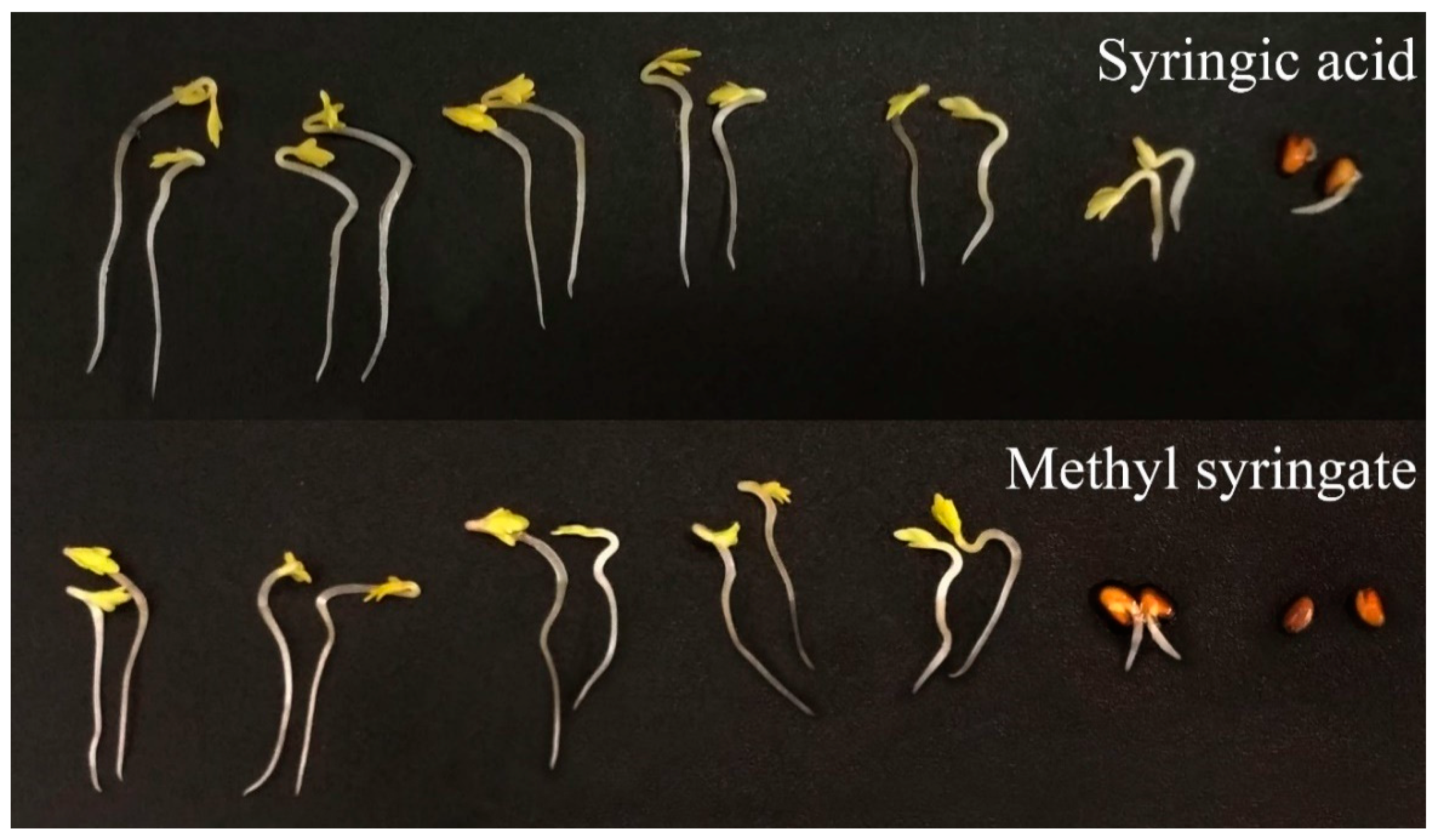 Phytotoxic Activity and Identification of Phytotoxic Substances from ...