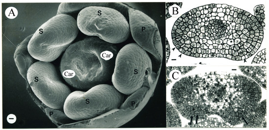 Plants | Free Full-Text | Temporal Distinction between Male and Female ...