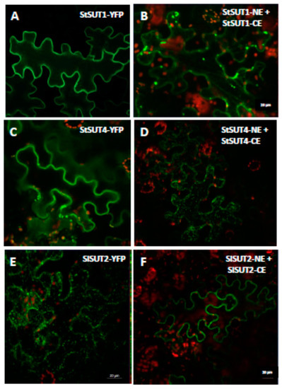 Subcellular Targeting of Plant Sucrose Transporters Is Affected by ...
