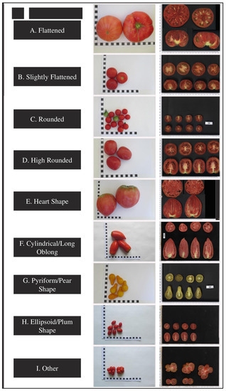Tomato Phenotypic Diversity Determined by Combined Approaches of ...