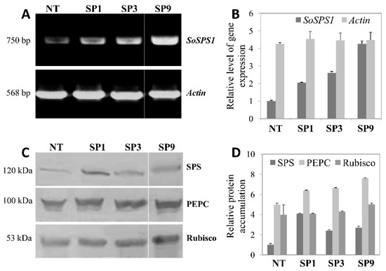 Overexpression of Sucrose Phosphate Synthase Enhanced Sucrose Content ...
