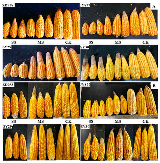 Post-Silking Shading Stress Affects Leaf Nitrogen Metabolism of Spring ...