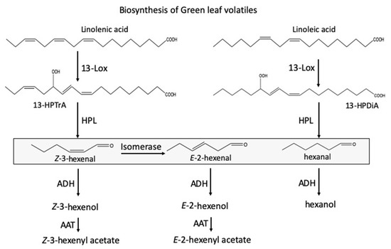 Variability in the Capacity to Produce Damage-Induced Aldehyde Green Leaf Volatiles among ...