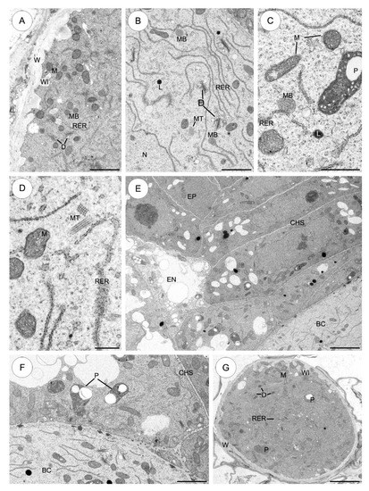 Development of Embryo Suspensors for Five Genera of Crassulaceae with ...
