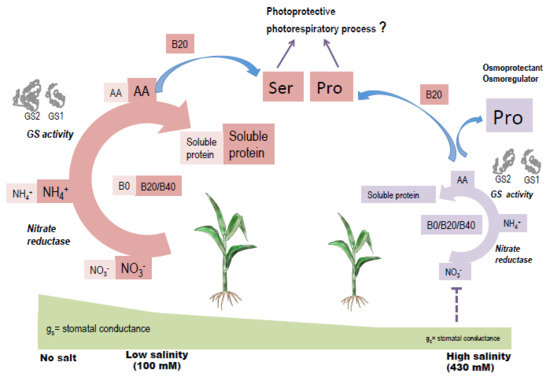 Plants | Free Full-Text | Nitrogen Assimilation in the Highly Salt- and Boron-Tolerant Ecotype ...