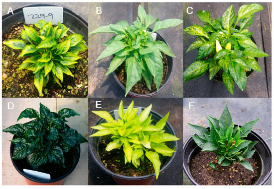 Plants | Special Issue : Plant Mutation Breeding