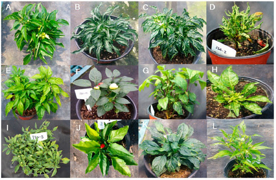Plants | Special Issue : Plant Mutation Breeding