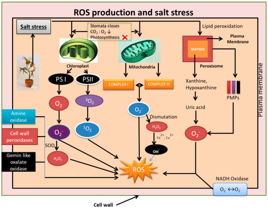 Silicon in Horticultural Crops: Cross-talk, Signaling, and Tolerance Mechanism under Salinity Stress