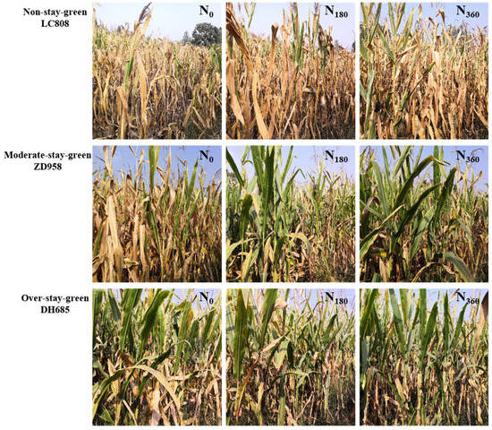 Grain Yields and Nitrogen Use Efficiencies in Different Types of Stay ...