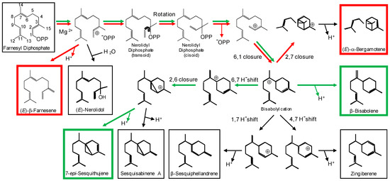 The Product Specificities of Maize Terpene Synthases TPS4 and TPS10 Are ...