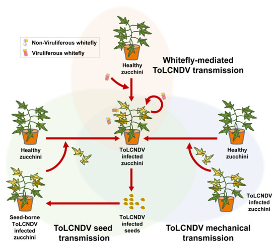 Seed Transmission of Tomato Leaf Curl New Delhi Virus from Zucchini Squash in Italy