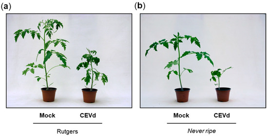 Ethylene is Involved in Symptom Development and Ribosomal Stress of ...