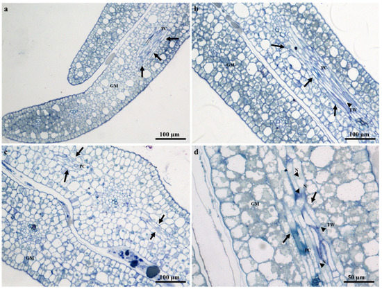 The Secretory Apparatus of Tabernaemontana ventricosa Hochst. ex A.DC ...