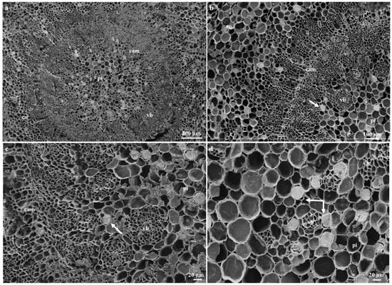 The Secretory Apparatus of Tabernaemontana ventricosa Hochst. ex A.DC ...