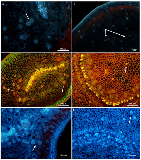 The Secretory Apparatus of Tabernaemontana ventricosa Hochst. ex A.DC ...