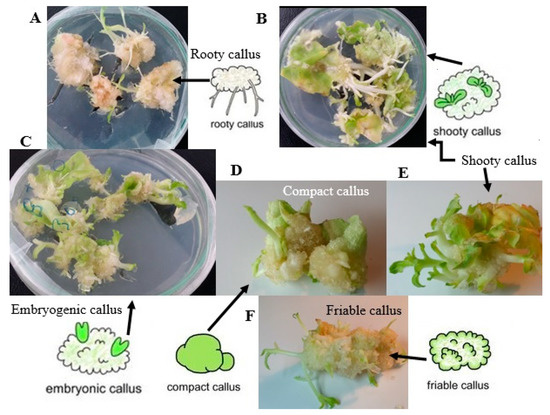 Cellular, Molecular, and Physiological Aspects of In Vitro Plant ...