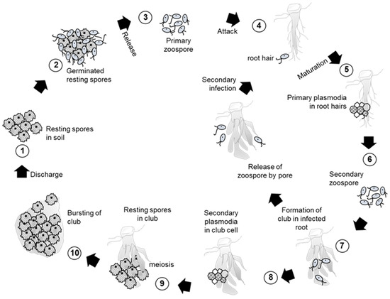 Genetics of Clubroot and Fusarium Wilt Disease Resistance in Brassica ...