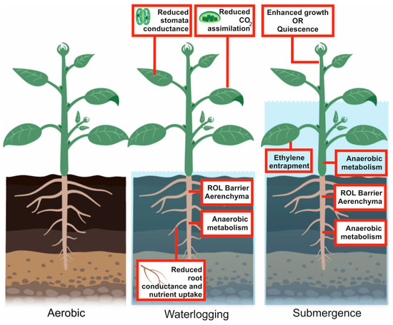 The Many Facets of Hypoxia in Plants