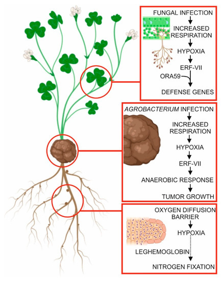 The Many Facets of Hypoxia in Plants